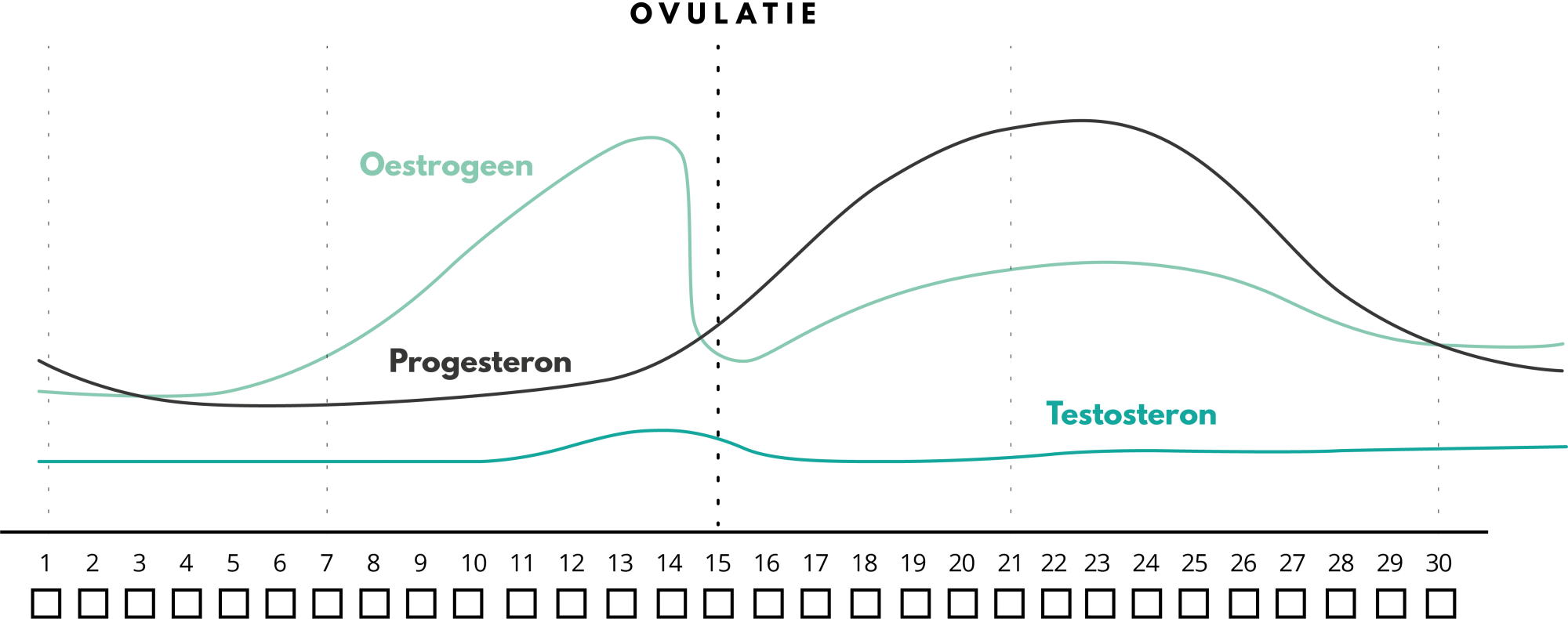 Voeding tijdens de vrouwelijke cyclus - De Luteale Fase - Lieke de Bever